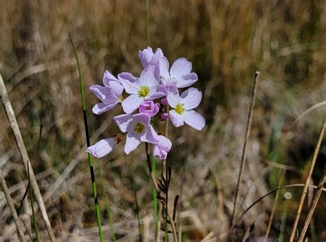Saltfleetby Theddlethorpe Cuckoo Flower Photo Owen Beaumont Facebook