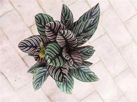 双线竹芋