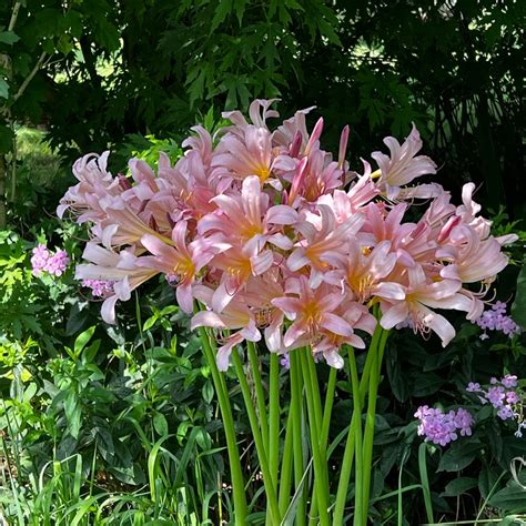 Naked Lady Lily Bulbs Etsy