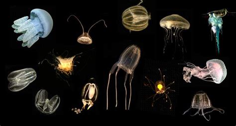 Australian Marine Stinger Advisory Services