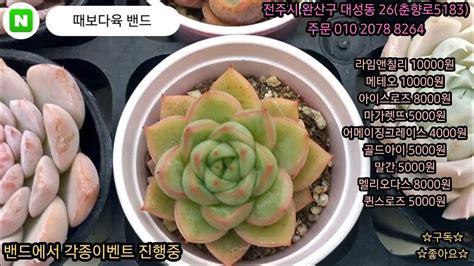 20221203 때보다육 입고된 다육이들 소개합니다 가성비짱블루드래곤애플파이 골드아이레드환타지캐롤 실루엣제이드스타 다육식물 Succulent