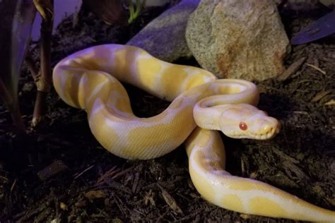 Albino Ball Python Morph Info Appearance Pictures And Care Guide