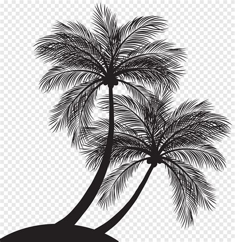 กิ่งไม้รูปเงาดำต้นปาล์มมะพร้าวพืชขาวดำ ไม้ยืนต้น Arecales Borassus Flabellifer Arecales ดำ