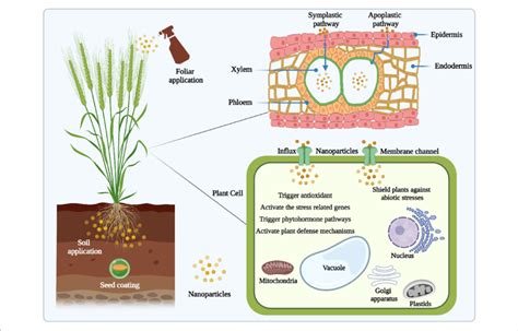 Schematic Representation Of NPs Application Approaches Uptake And Download Scientific