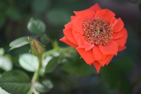 Un Roseto Non Avevo Mai Visitato Un Roseto Passavo Per I Giardini
