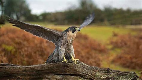 ⚠️ Another Critical Vulnerability Requires Immediate Attention 𝐂𝐕𝐄 𝟐𝟎𝟐𝟓 𝟒𝟕𝟏𝟕𝟐 — A Remote Code