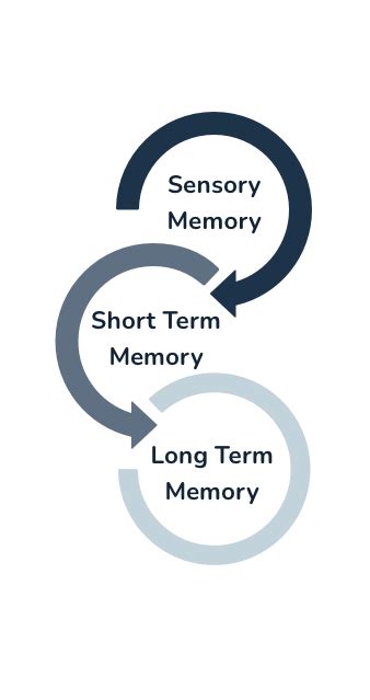Working Memory In Cognitive Development Learning And Academic