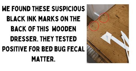 Do Bed Bugs Live In Wood Can Bed Bugs Live On Furniture