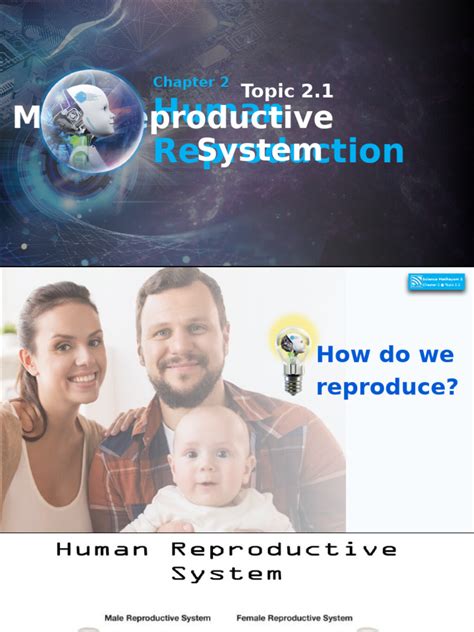 Topic 21 And 22 Male And Female Reproductive System Pdf Reproductive System Uterus