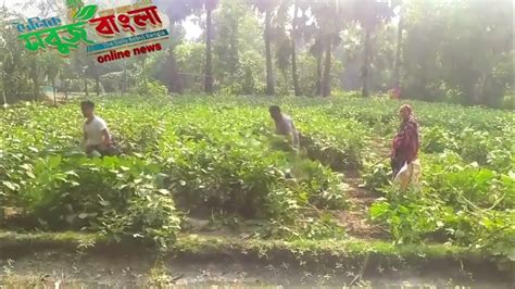 কুমিল্লা চান্দিনায় কৃষকের পাঁচ শতাধিক জমি বেগুন গাছ কেটে দিল দুর্বৃত্তরা। Youtube