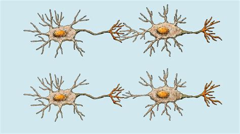 Neuron Neurotransmitters