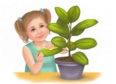 Комнатные растения картинки для детей