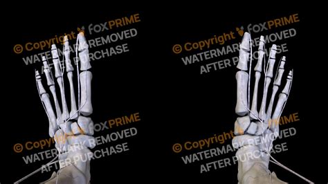 Nervous System Nerves Lumbosacral Plexus 29 Foxprime