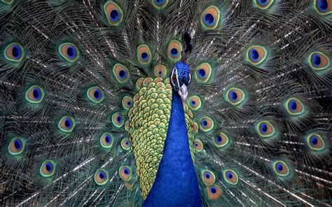 Peacocks Wallpaperhd Birds Wallpapers4k Wallpapersimagesbackgroundsphotos And Pictures