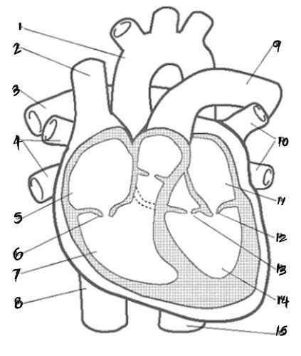 Cardio Pulm Final Flashcards Quizlet Cardio Pulm Final Flashcards Quizlet