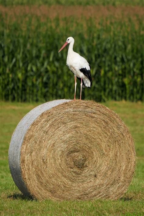 White Stork On Straw Bale Stock Image Image Of Grass 283010321