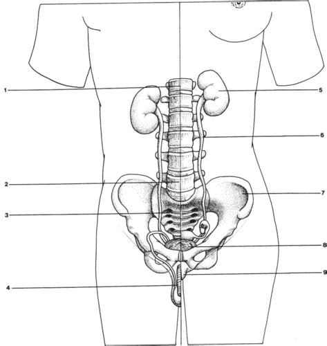 Urinary System Flashcards Quizlet