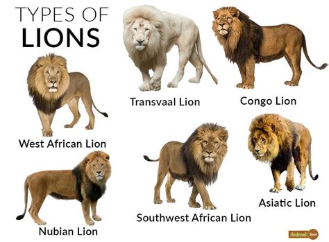 Lion Facts Types Diet Reproduction Classification Pictures Lion