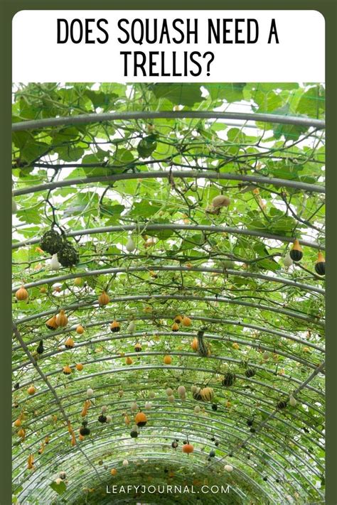 Does Squash Need A Trellis In 2025 Trellis Squash Plant Trellis Plants