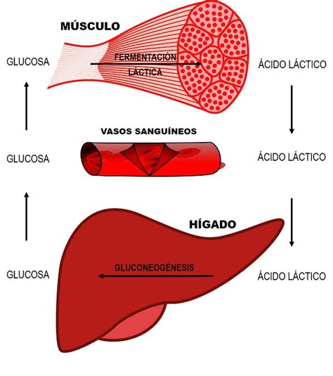 Ciclo Del Lactato O De Cori Pdf