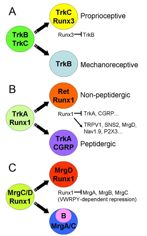 Runx Proteins Control The Diversification Of Sensory Neuronsa