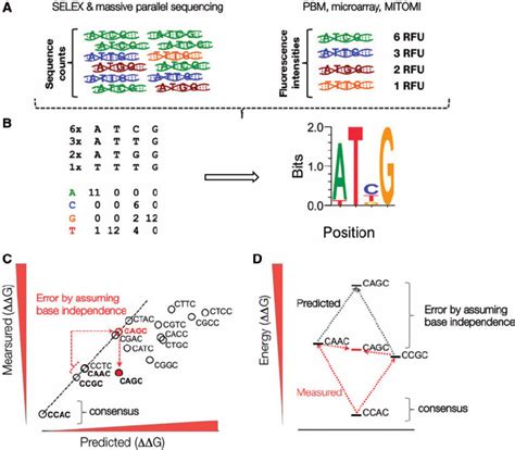 Summary Of Tf Binding Site Representation A Tf Binding Site