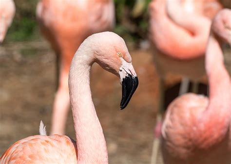 플라밍고 새 깃털 Pixabay의 무료 사진