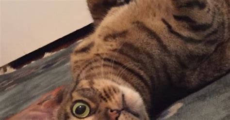 Summing Up My Buddy Django In One Picture Imgur