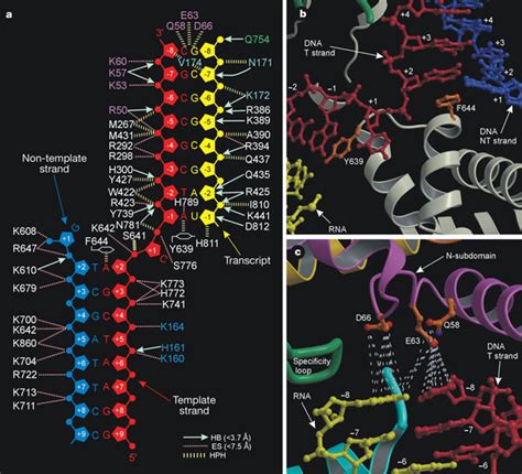 Proteinnucleic Acid Interactionsa Schematic Drawing Of The