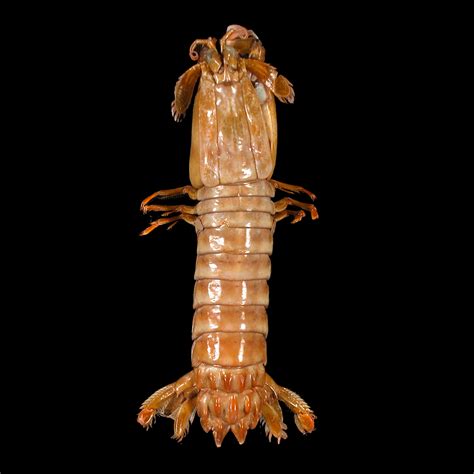 Odontodactylus Natural Art