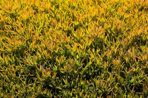 Premium Photo Tree Leaves As Floral Nature Background Texture