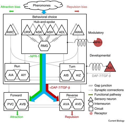 Sexual Attraction Sex Specific Wiring Of Neural Circuitry Current Biology