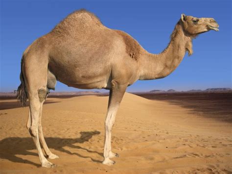Camels Aladdin Wiki Fandom Powered By Wikia