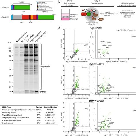 Apex2 Based Proximity Labelling Identifies Lox Interacting Proteins