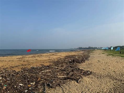 කළු පුෂ්පය කොළඹ දිස්ත්‍රික් වෙරළ තීරය පිරිසිදු කිරීම