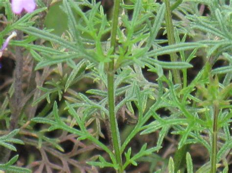植物編のクマツヅラ科のタピアン