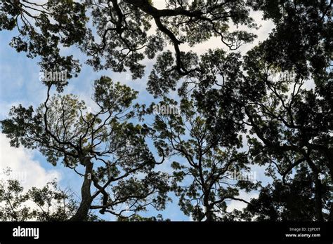 Low Angle Shot Of Large Trees Blocking The Sky And The Sun With Their Branches Stock Photo Alamy