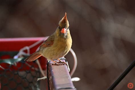 In Our Nikon Z9 Review Update We Found A Surprising Issue