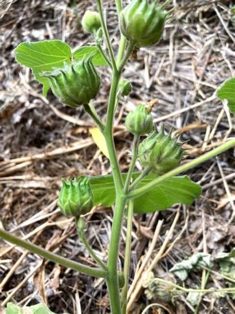 Velvet Leaf Plant Abutilon Theophrasti Velvetleaf Uses