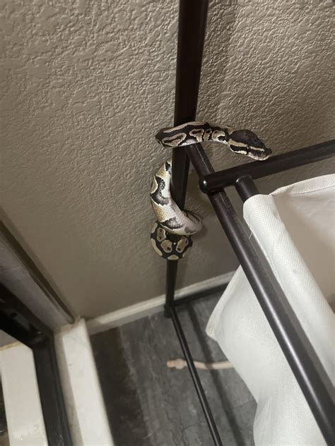 Maam You Are A Ball Python Not A Tree Python Rballpython