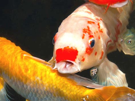 Koi Fish Sex Identification How To Tell If Your Koi Are Male Or Female Backyard Pond Ideas