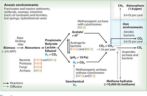 Methanogenic Archaea