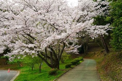 甘木公園の桜 晴れ時々ねこ
