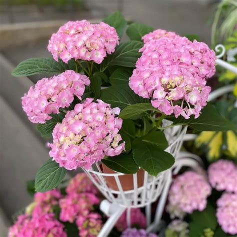 Купити гортензію в горщику в Києві ціна замовити з доставкою