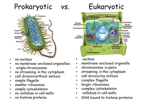 Differences Between Eukaryotic And Prokaryotic Cells Venn Di