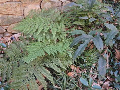 森の植物の歳時記 250 リョウメンシダ両面羊歯 公益財団法人 ニッセイ緑の財団