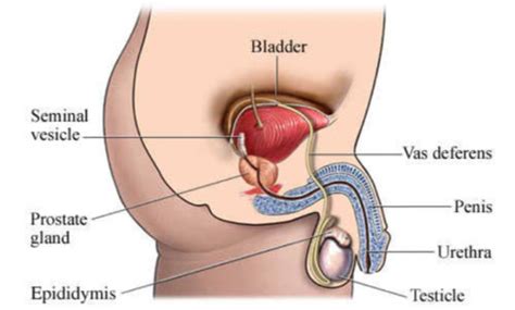 W5 Cell Path Male Reprod Sys Flashcards Quizlet