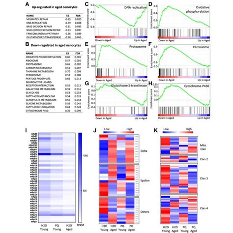 Gsea Analysis Revealed Up And Down Regulated Pathways Under Aging A