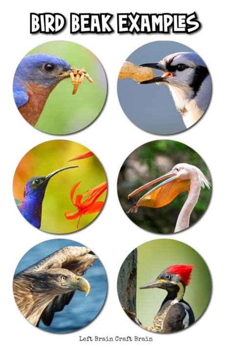 Bird Beak Tool Challenge Adaptation Experiment Left Brain Craft Brain
