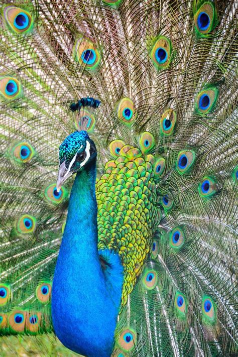 Download Peacock Wallpaper